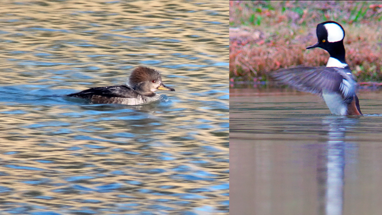 Dallas Winter Wildlife - Amazing Aquatic Birds | Dallas Nature Channel